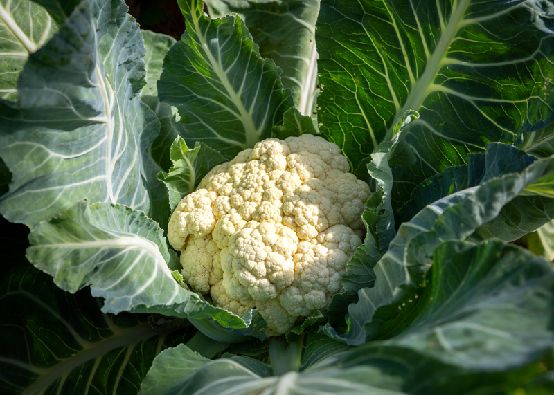 Growing Cauliflower - New York Plants HQ