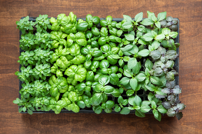 Types of Basils - New York Plants HQ