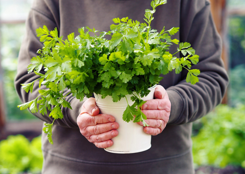 Growing Cilantro - New York Plants HQ