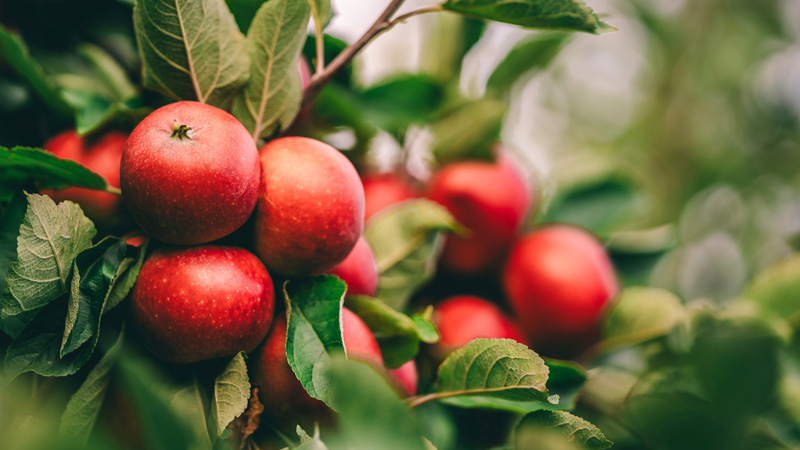 Growing Apples - New York Plants HQ