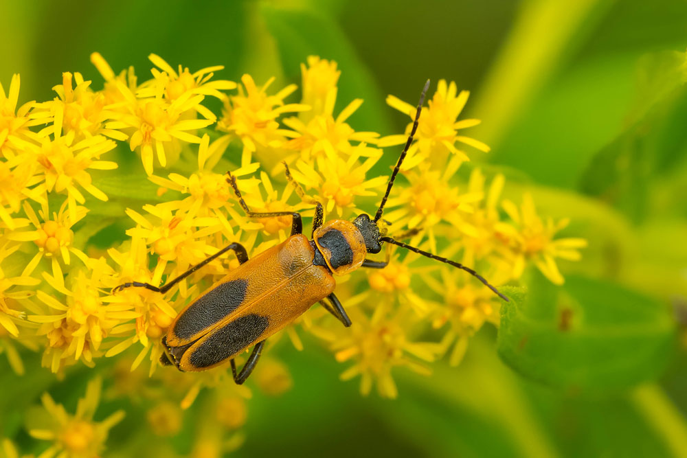 Soldier Beetles - Canthaeidae - New York Plants HQ