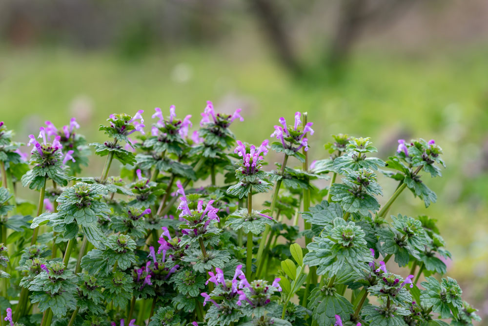 Henbit - New York Plants HQ