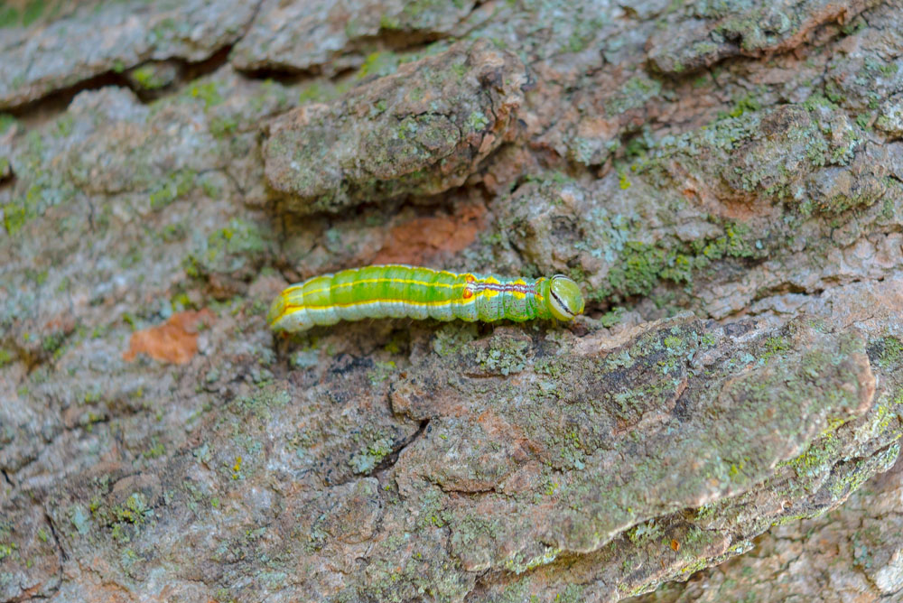 Variable Oakleaf Caterpillar - Heterocampa manteo - New York Plants HQ