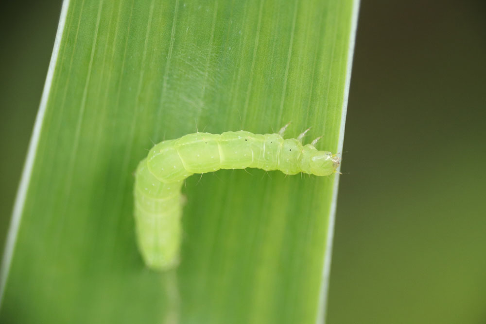 Spring Inchworms - Paleacrita vernata - New York Plants HQ