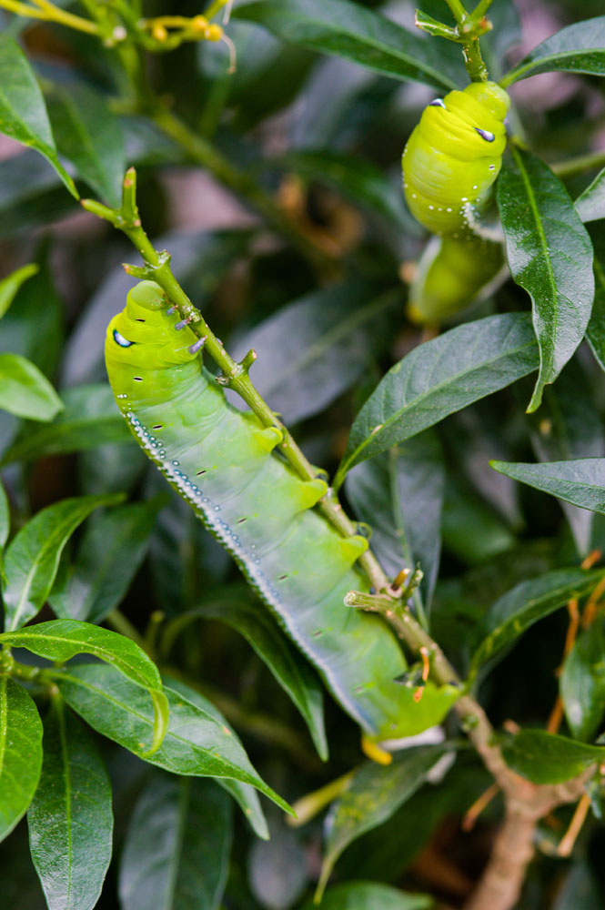 Green Fruitworm - Lithophane antennata - New York Plants HQ