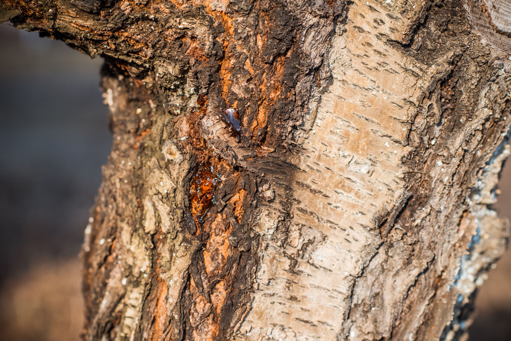 Slime Flux - New York Plants HQ