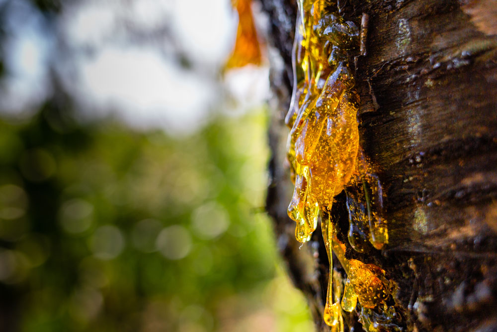 Oozing Sap - New York Plants HQ