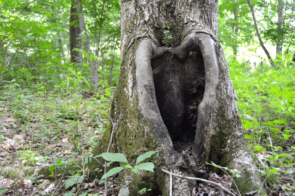 Heart Rot - New York Plants HQ