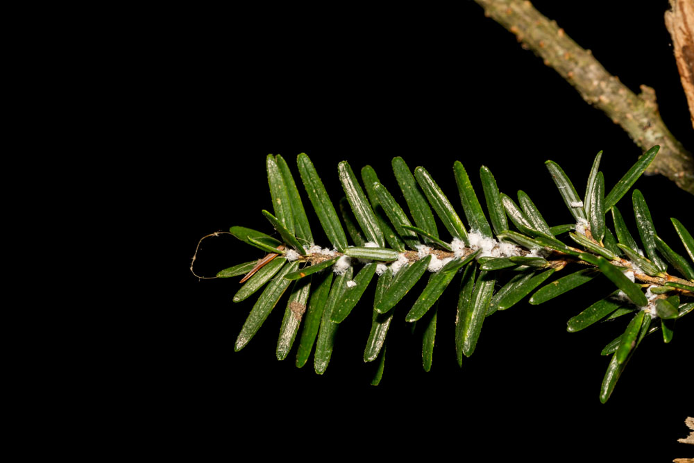 Hemlock Woolly Adelgid - Adelges tsugae - New York Plants HQ