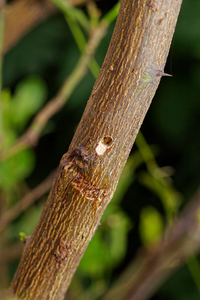 Rose Borers - New York Plants HQ