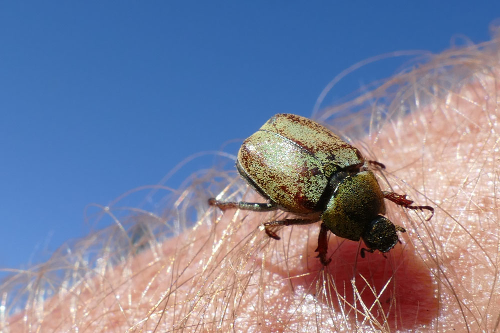 Hoplia Beetle - Hoplia callipyge - New York Plants HQ