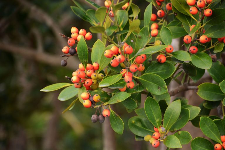 Ilex integra - Nepal Holly - Holly - New York Plants HQ