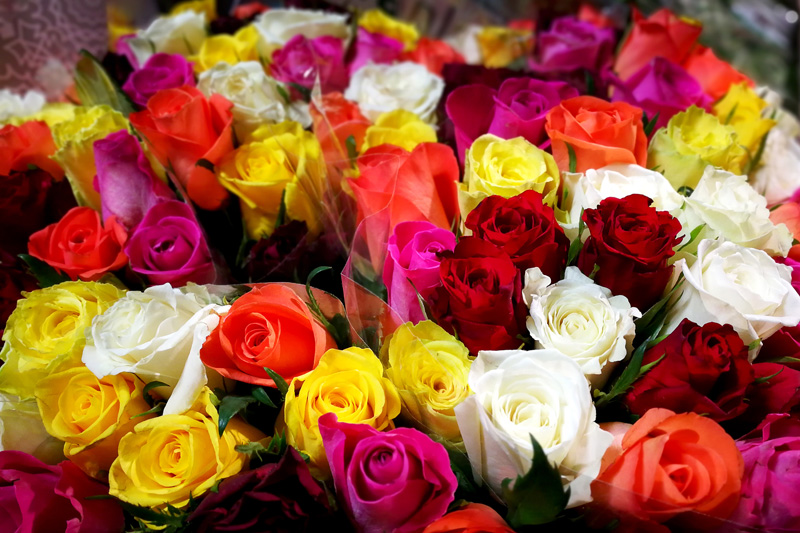 The Different Types of Roses - New York Plants HQ