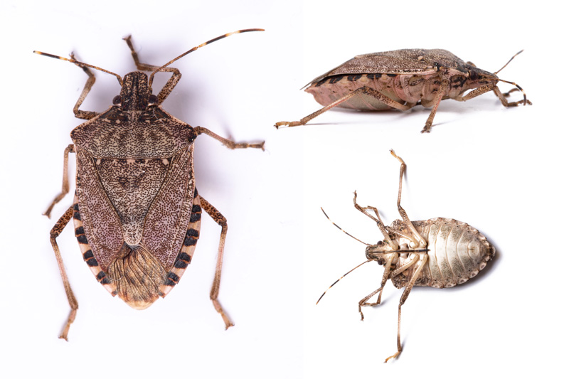 Brown Marmorated Stink Bug - Halyomorpha halys - New York Plants HQ