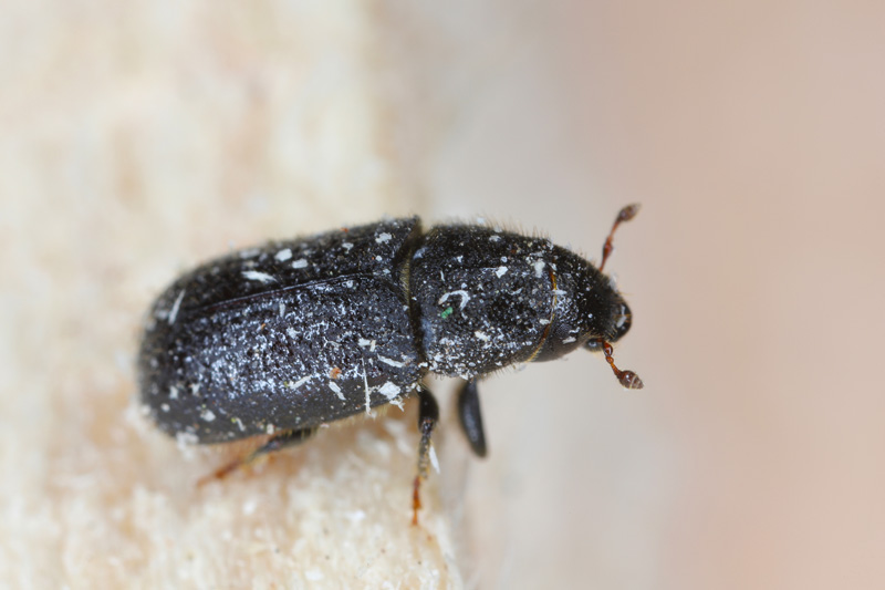Pine Shoot Beetle - Tomicus piniperda - New York Plants HQ