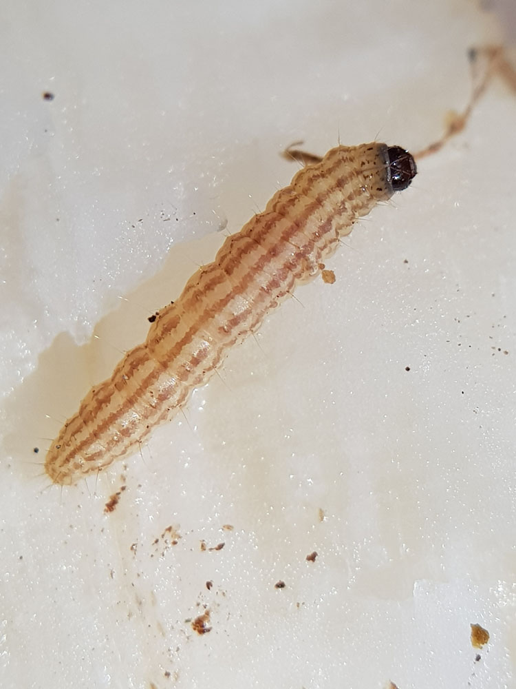 Cabbage Webworm - Hellula rogatalis - New York Plants HQ
