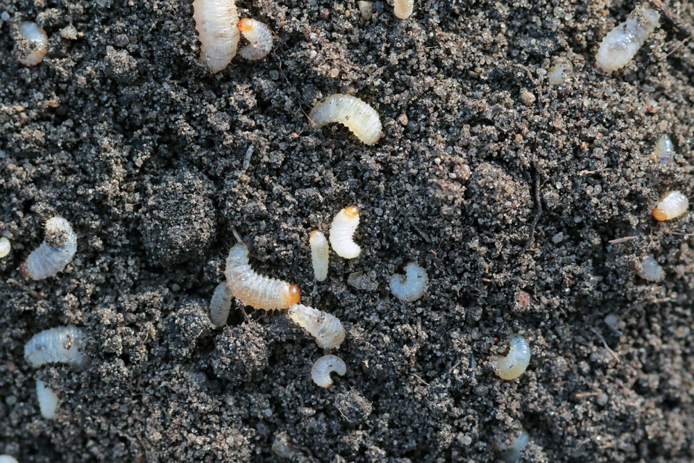 Root Weevil Larvae - New York Plants HQ