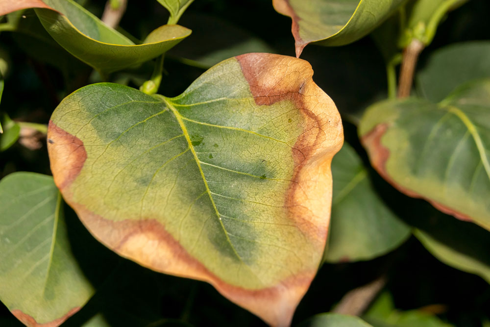 Leaf scorch - New York Plants HQ