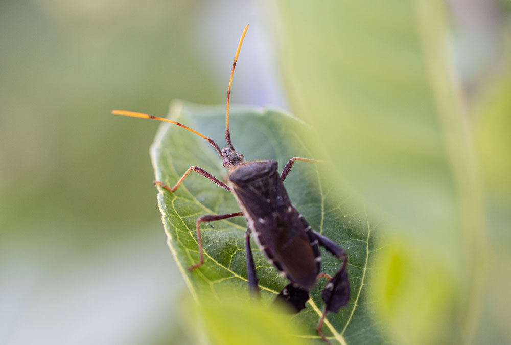 Leaffooted Bugs - Coreidae Family - New York Plants HQ
