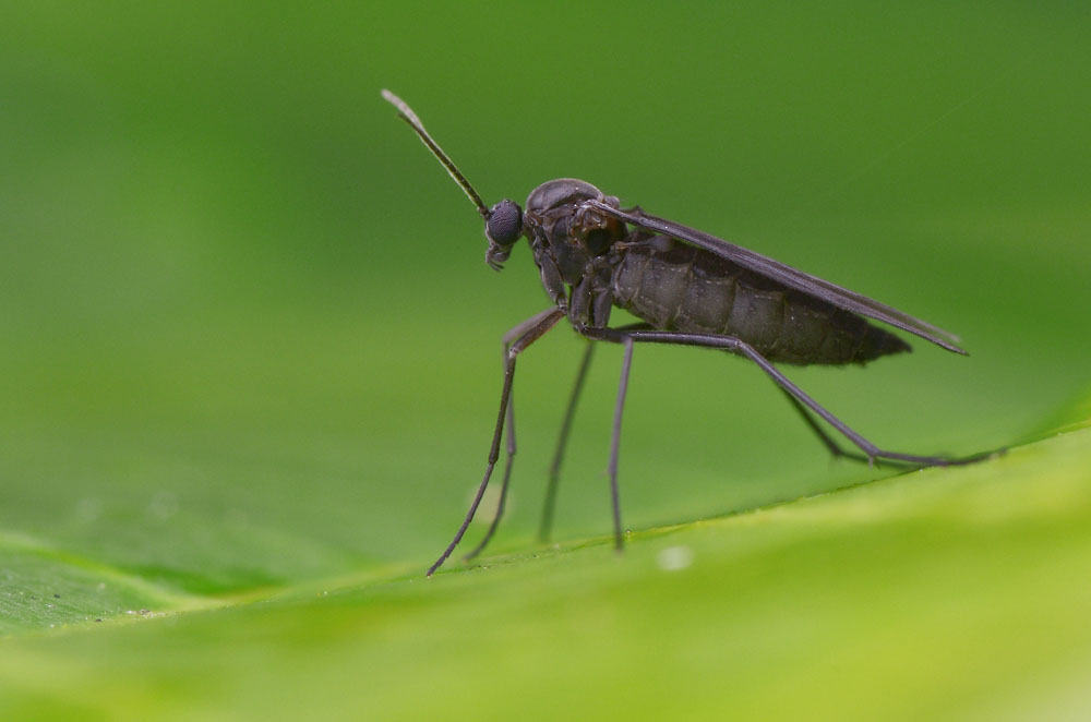 Fungus Gnats - Bradysia spp. - Lycoriella spp. - New York Plants HQ