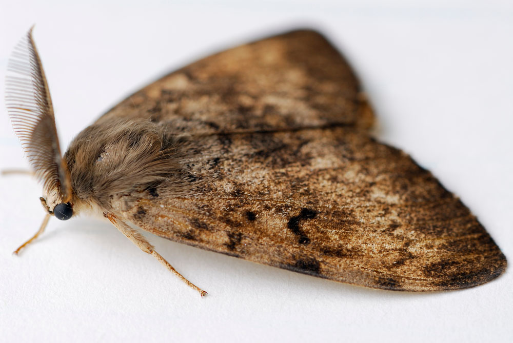 Gypsy Moth - Lymantria dispar - New York Plants HQ