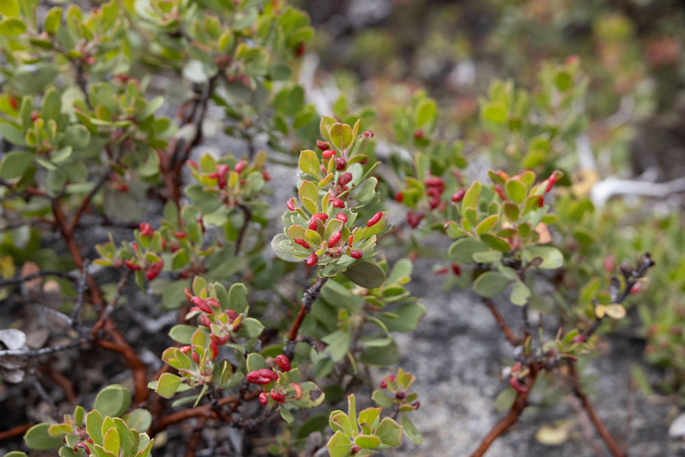 Manzanita Leaf Gall Aphid - Tamalia coweni - New York Plants HQ