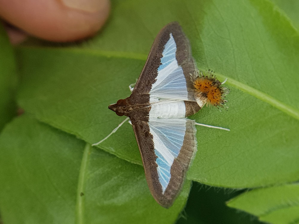 Melonworm - Diaphania hyalinata - New York Plants HQ