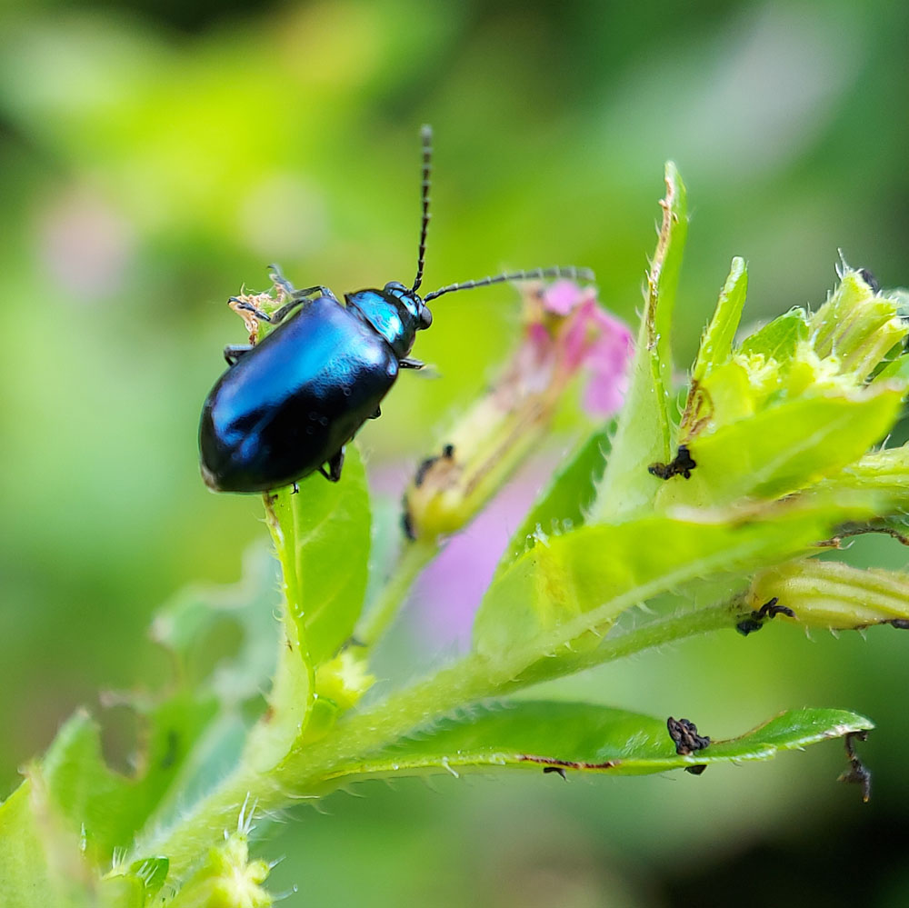 Alder Flea Beetle - Macrohaltica ambiens - New York Plants HQ