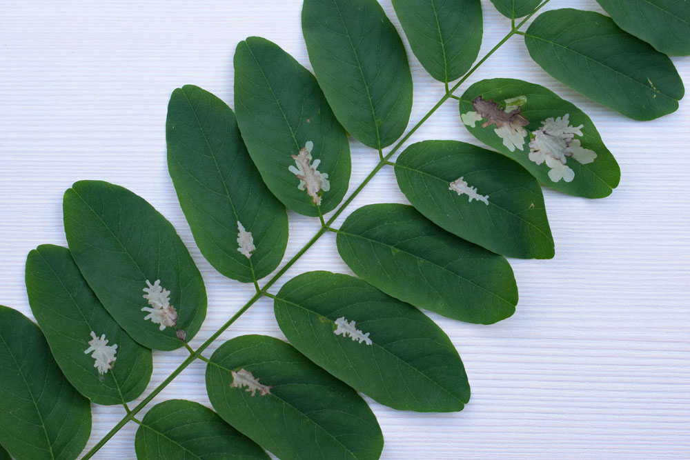 Locust Leafminer - Odontota dorsalis - New York Plants HQ