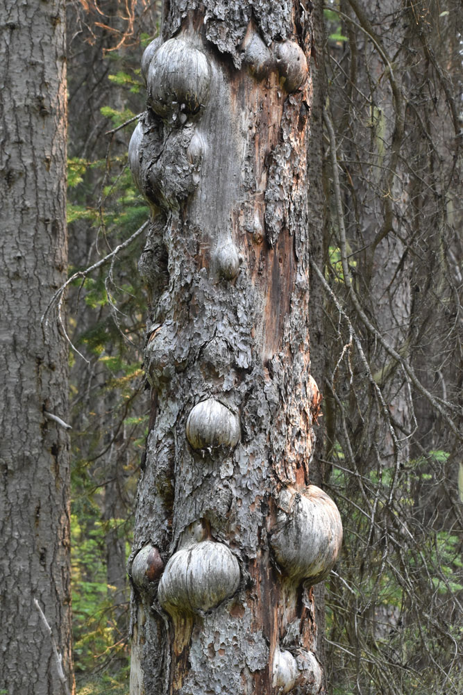 Galls or Growths on Leaves, Branches or Trunks - New York Plants HQ