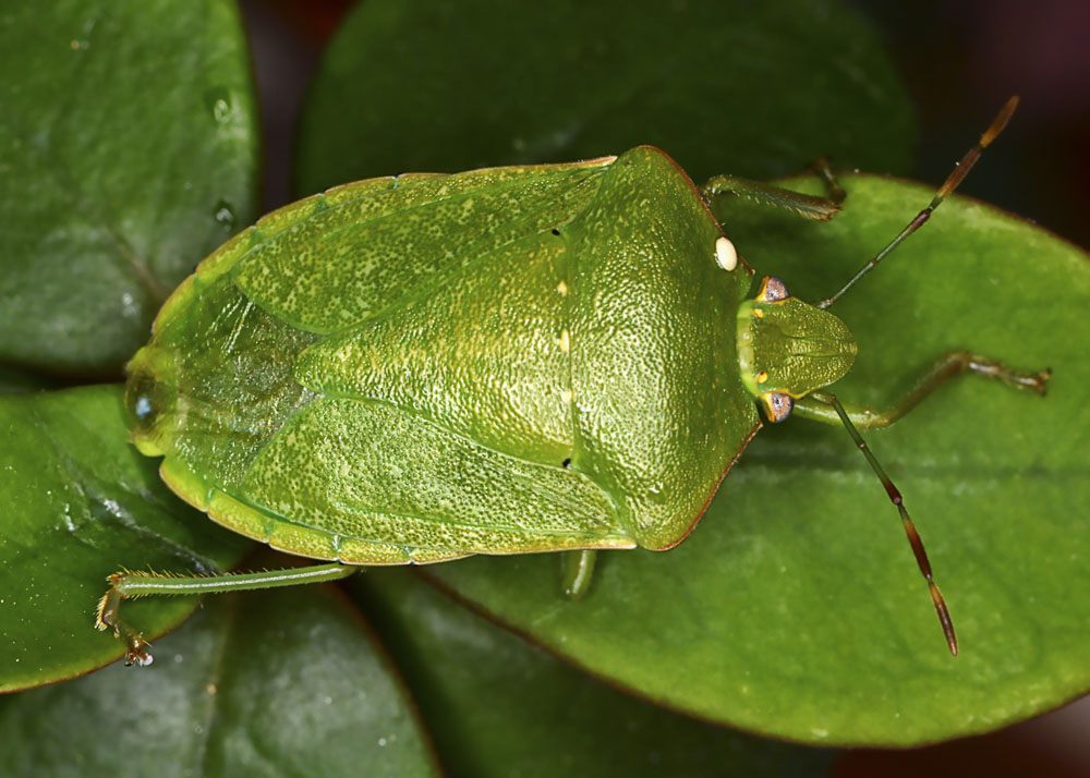 Southern Green Stink Bug - Nezara viridula - New York Plants HQ Southern Green Stink Bug - Nezara viridula - New York Plants HQ