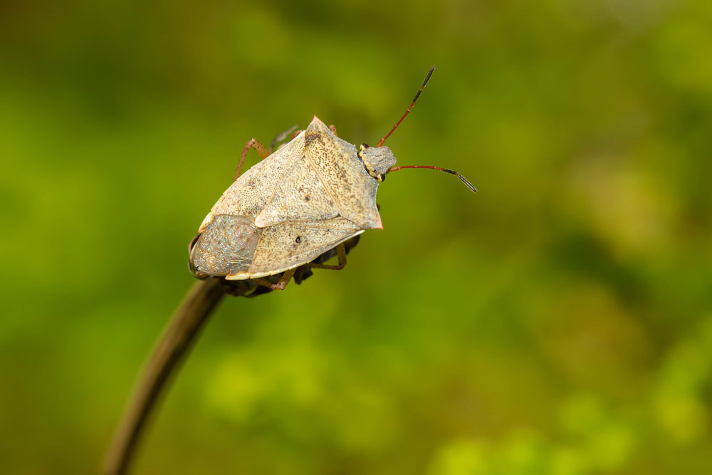One Spotted Stink Bug - Euschistus variolarius - New York Plants HQ
