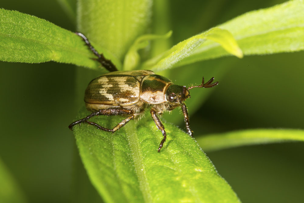 Orientale Beetle - Exomala orientalis - New York Plants HQ