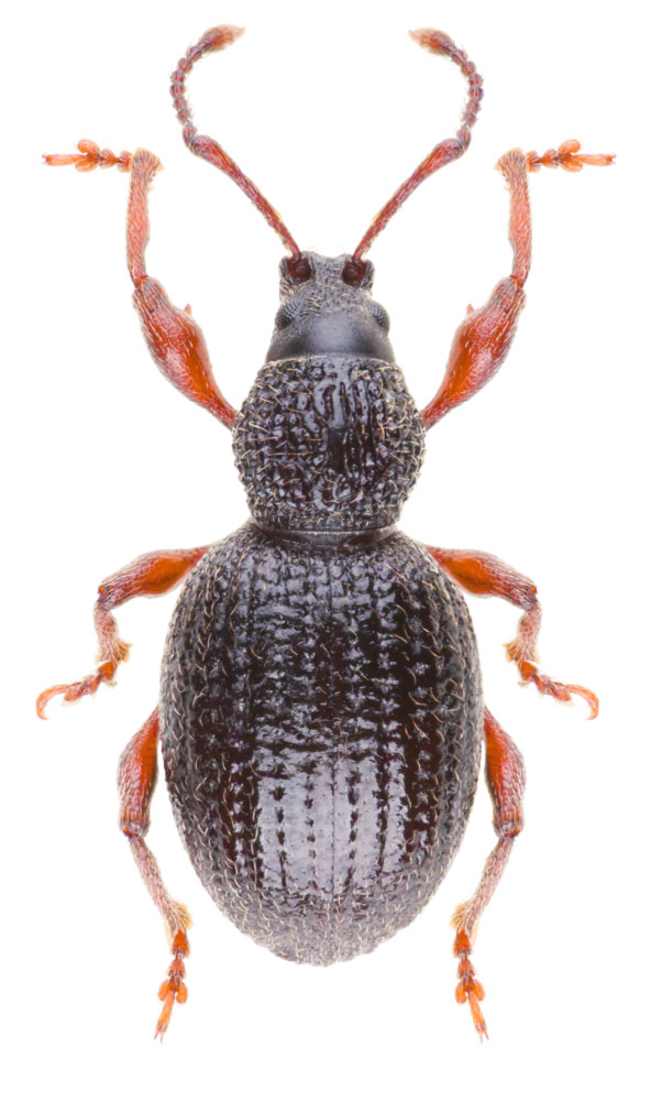 Strawberry Root Weevil - Otiorhynchus ovatus - Rough Strawberry Root ...
