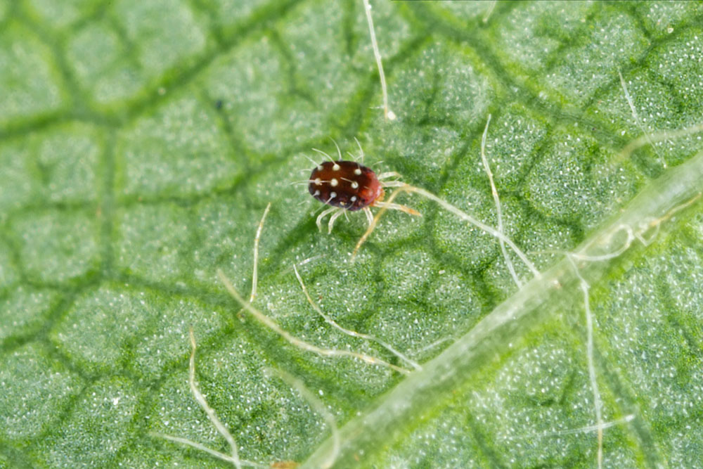 European Red Mite - Panonychus ulmi - New York Plants HQ
