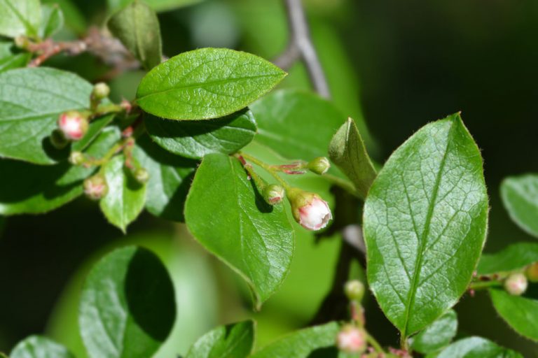 Cotoneaster acutifolius - Peking cotoneaster - New York Plants HQ