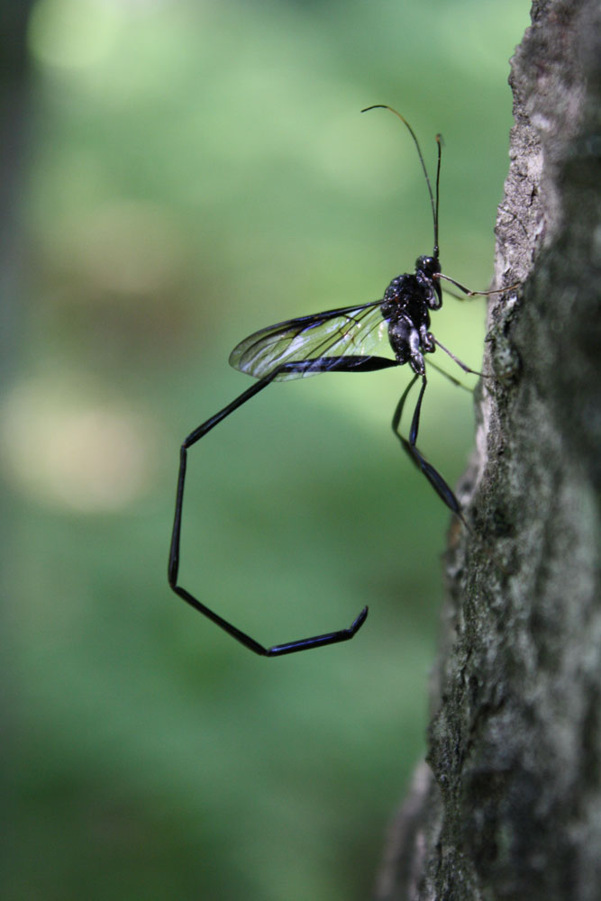 Pelecinid Wasps - Pelecinidae family - New York Plants HQ