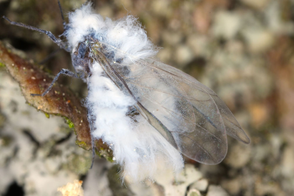 Woolly Beech Aphid - Phyllaphis fagi - New York Plants HQ