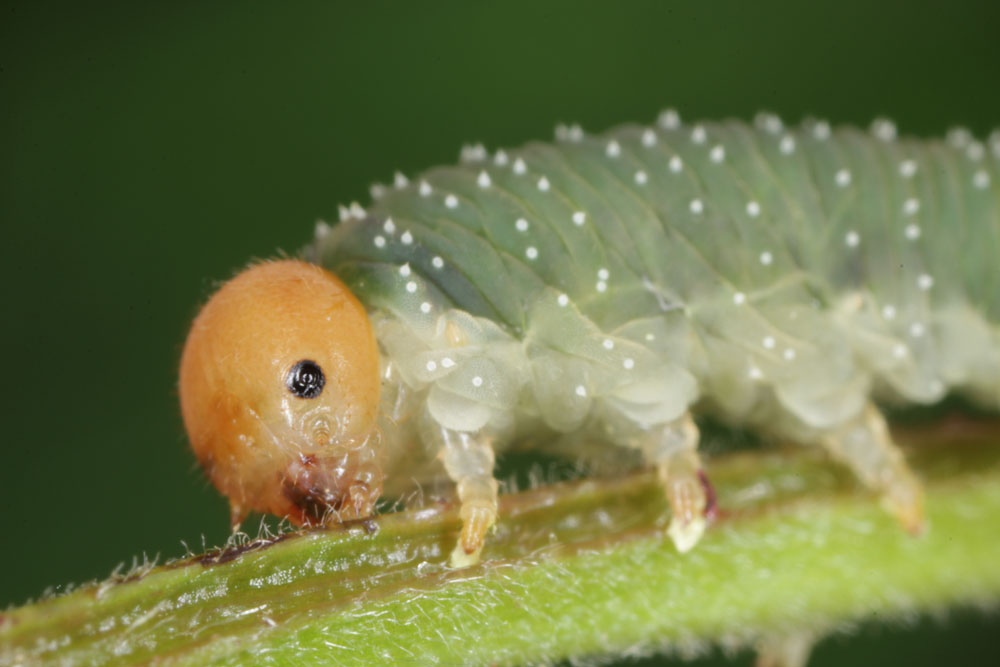 Rose Shoot Sawfly - Rose Stem-boring Sawfly - Hartigia trimaculata ...
