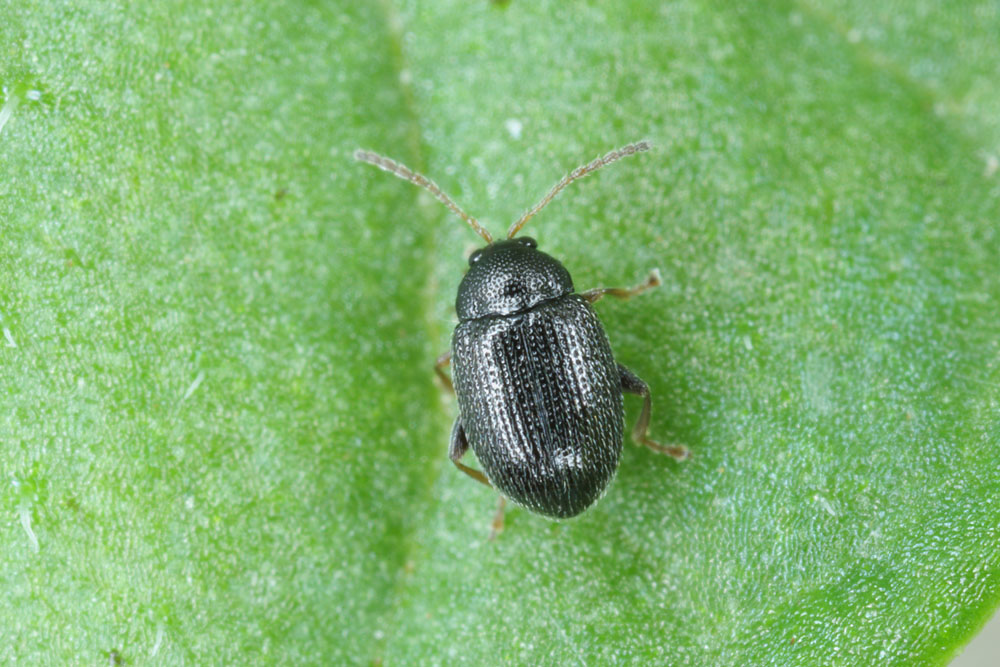Potato Flea Beetle - Epittrix cucumeris - New York Plants HQ