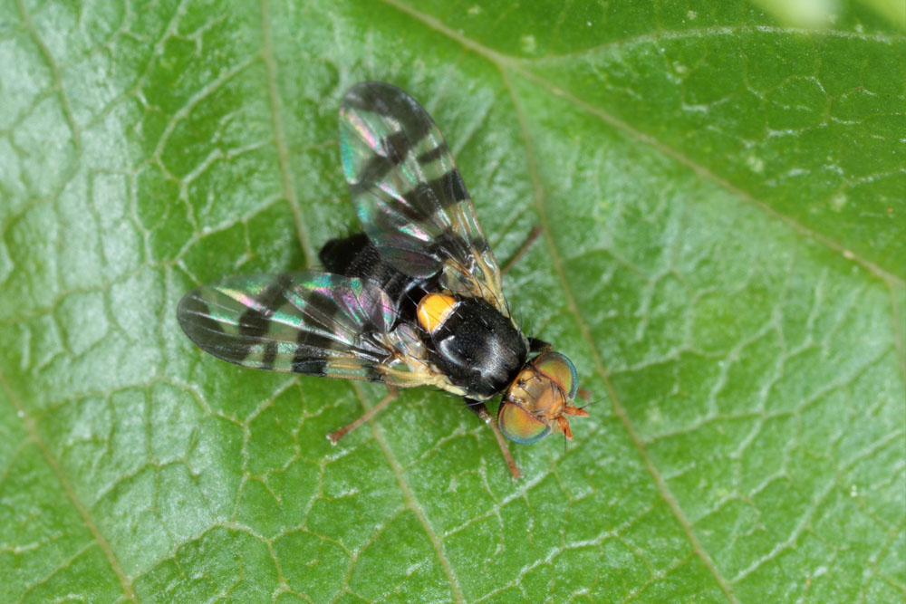 Apple Maggot - Rhagoletis pomonella - New York Plants HQ