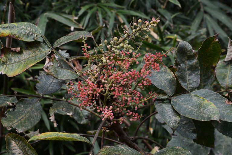 Rhus chinensis - Nutgall Tree - Chinese Sumac - Toxicodendron - Sumac ...