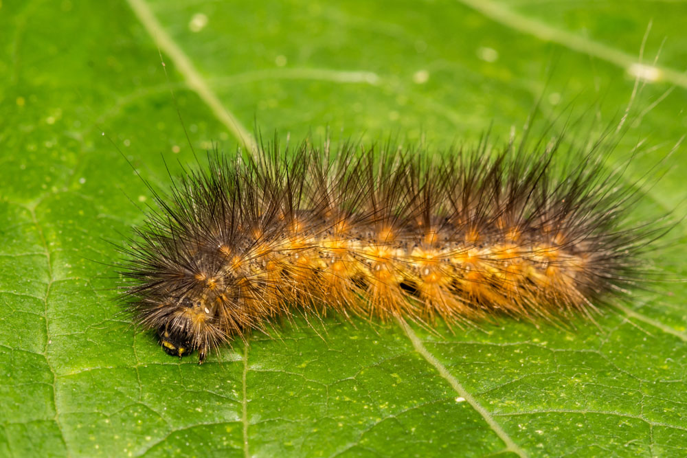 Saltmarsh Caterpillar - Areca Moth - Estigmene acrea - New York Plants HQ