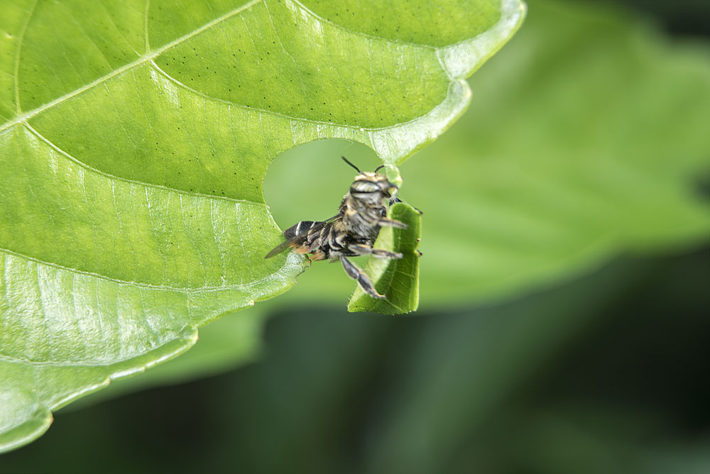 Leafcutter Bees - Megachile spp. - New York Plants HQ