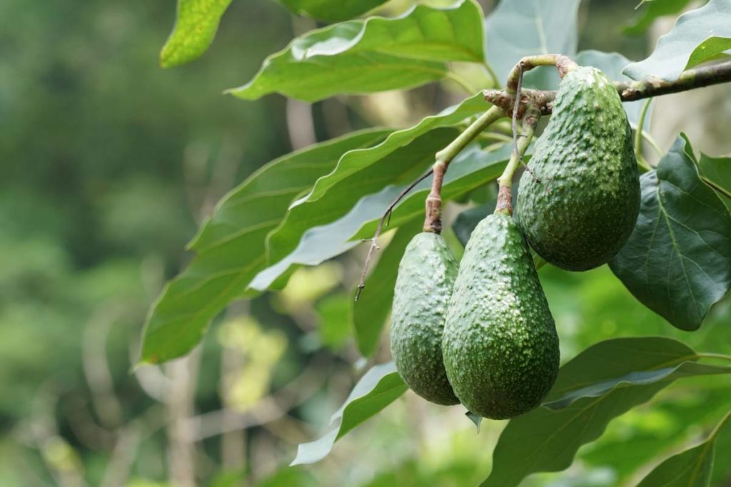 Persea americana - Persea gratissima - Avocado - Alligator Pear - New ...