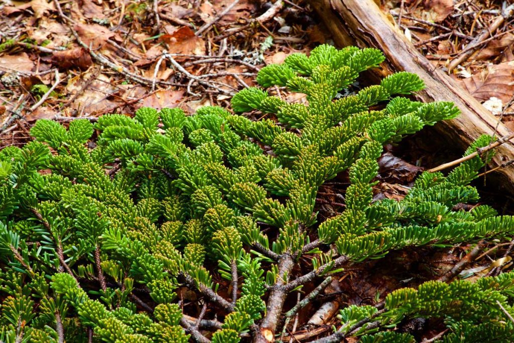 Abies spectabilis - Abies brevifola - Abies webbiana - Himalayan Fir ...