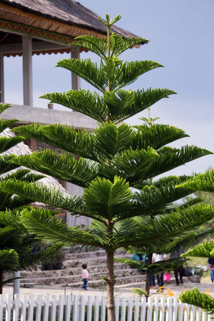 Araucaria columnaris - Araucaria cookii - New Caledonian Pine - Pin ...