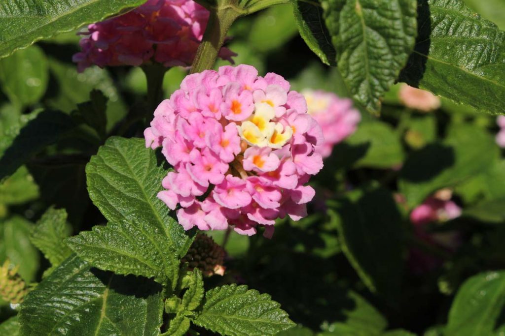 Lantana camara 'Fabiola' - Shrub Verbena - Common Lantana - New York ...