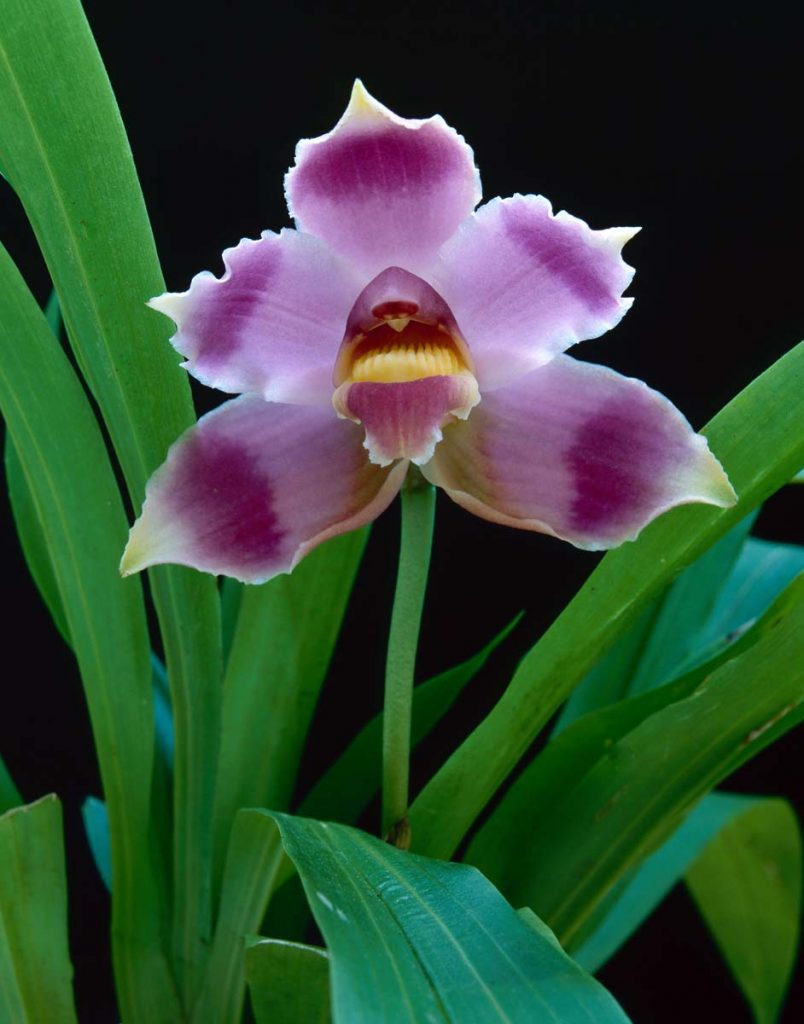 Bollea orchid - New York Plants HQ