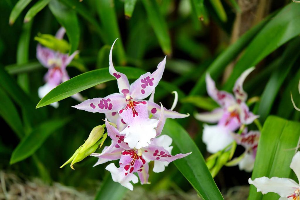 Aliceara Orchid - New York Plants HQ